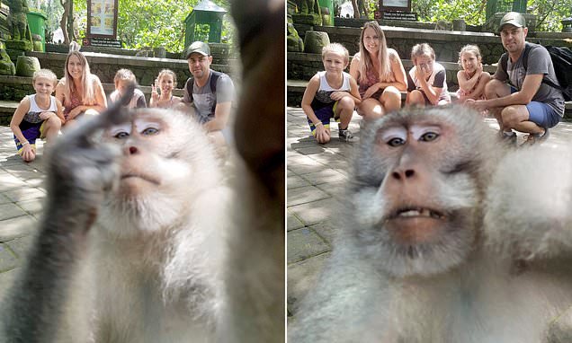 Monkey Grabs Camera For A Selfie With A Stunned Family While Flipping ...