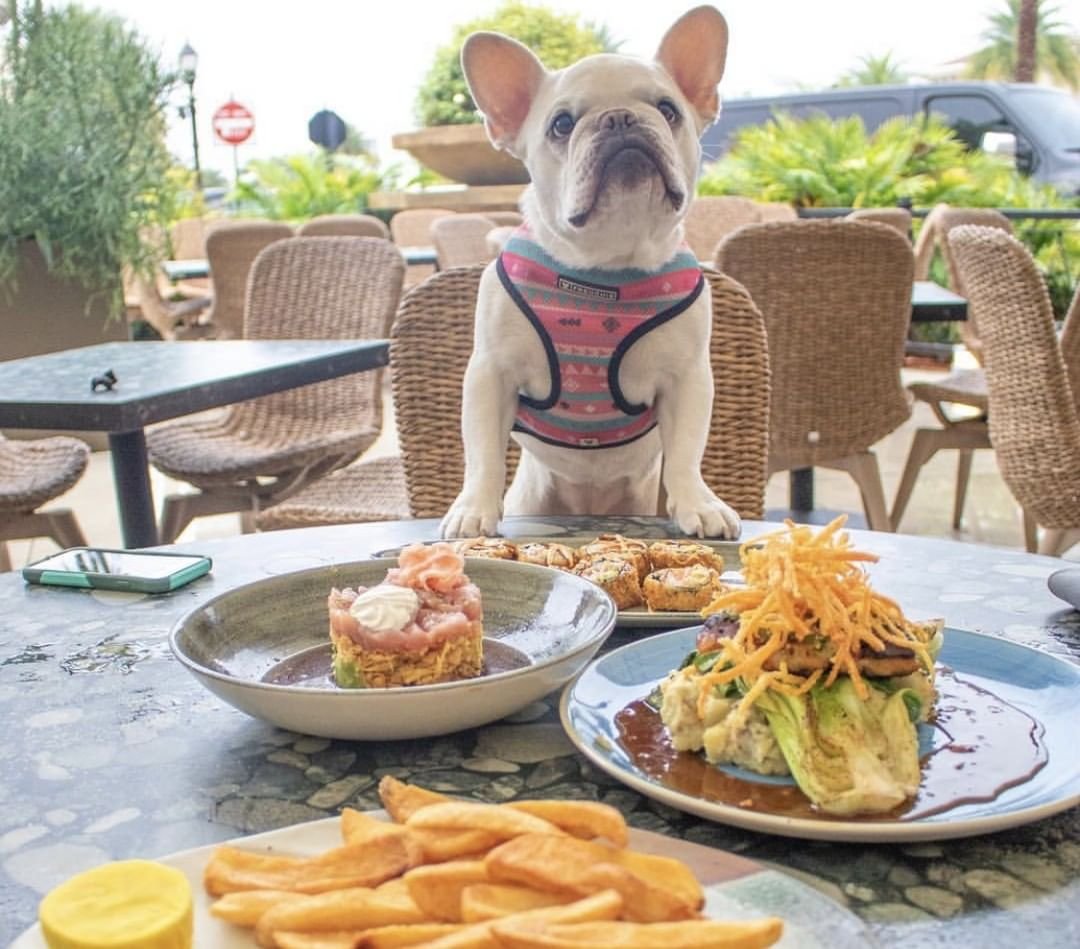 You Can Take Your Pup To A Brunch With Puppy Cocktails At This Restaurant