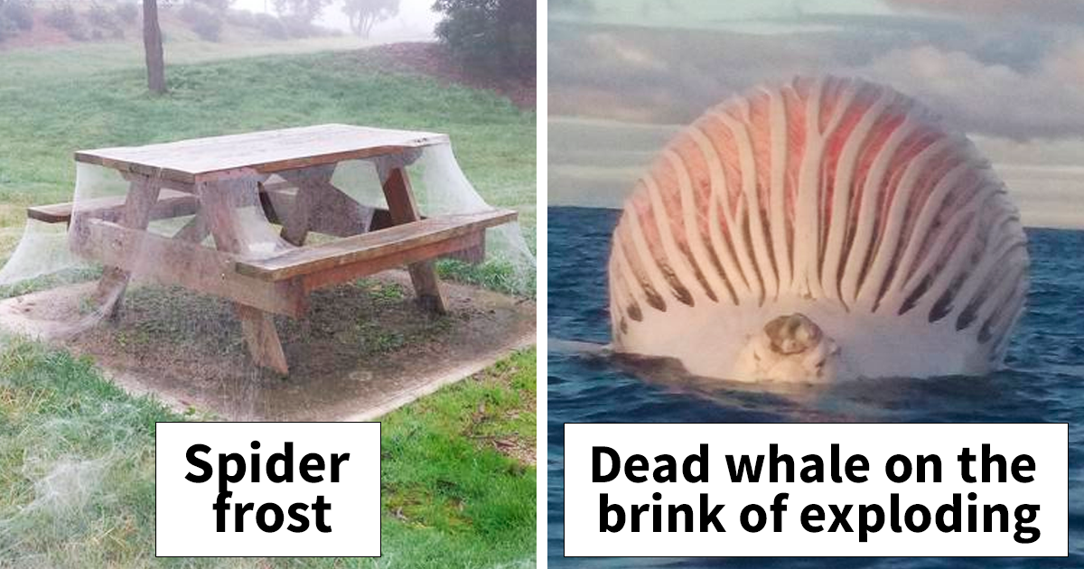 40 Pics Prove That Australia Is The Land Of ‘Nope’