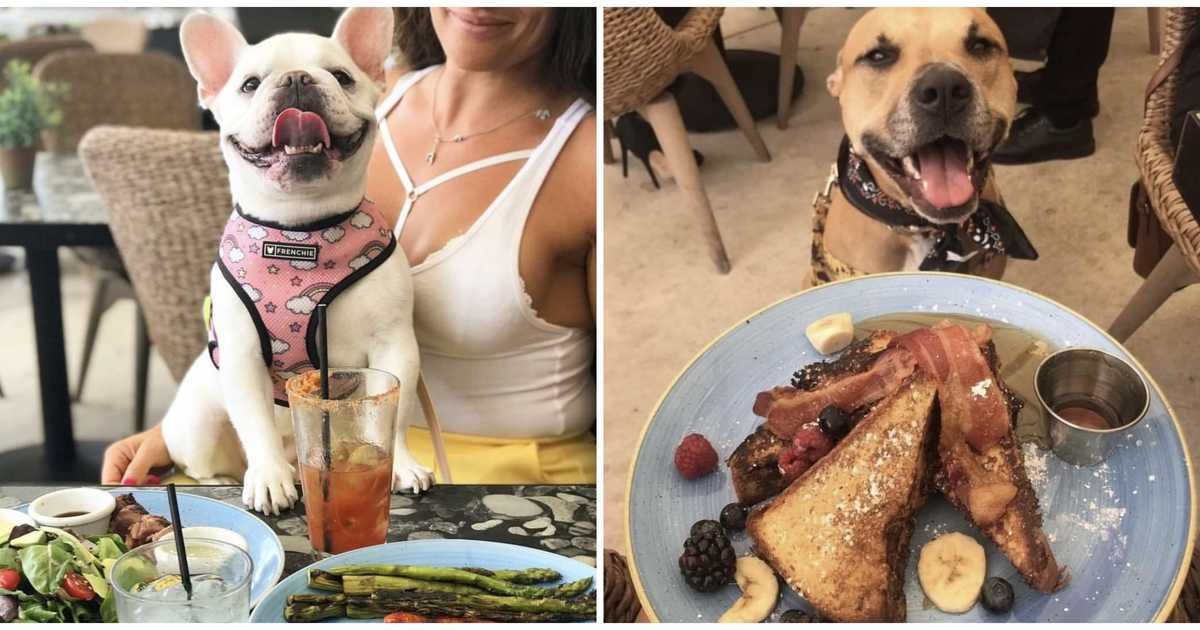You Can Take Your Pup To A Brunch With Puppy Cocktails At This Restaurant